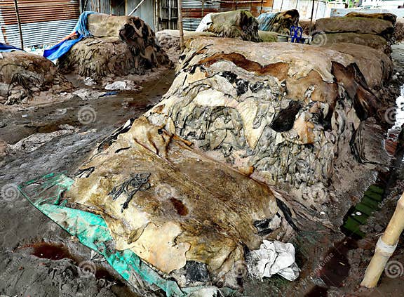 Cattle Skin Processing Industry Stock Image - Image of cattle, skins ...