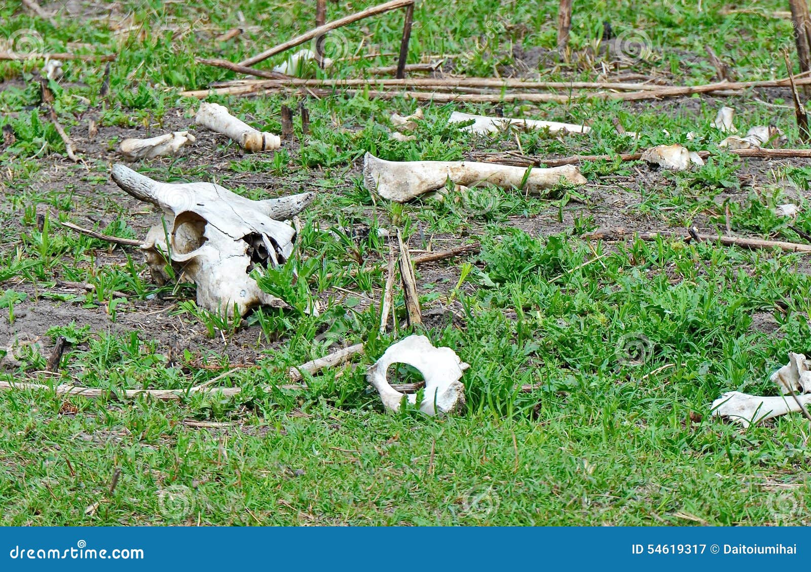 Cattle Skul and bones stock image. Image of danger, boots - 54619317