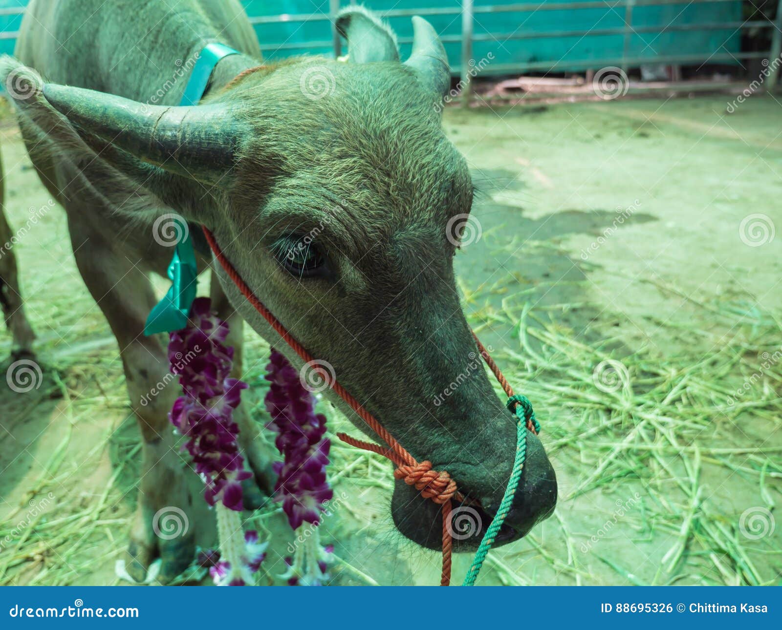Cattle at slaughterhouse stock photo. Image of ranch - 88695326