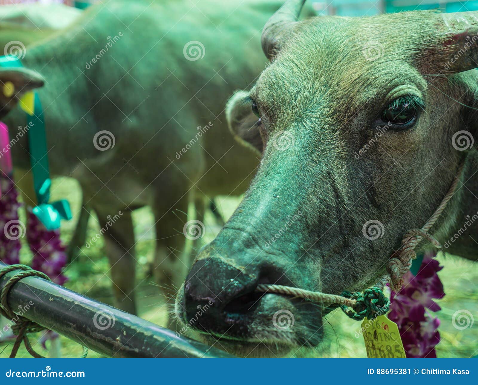 Cattle at slaughterhouse stock image. Image of head, mammal - 88695381