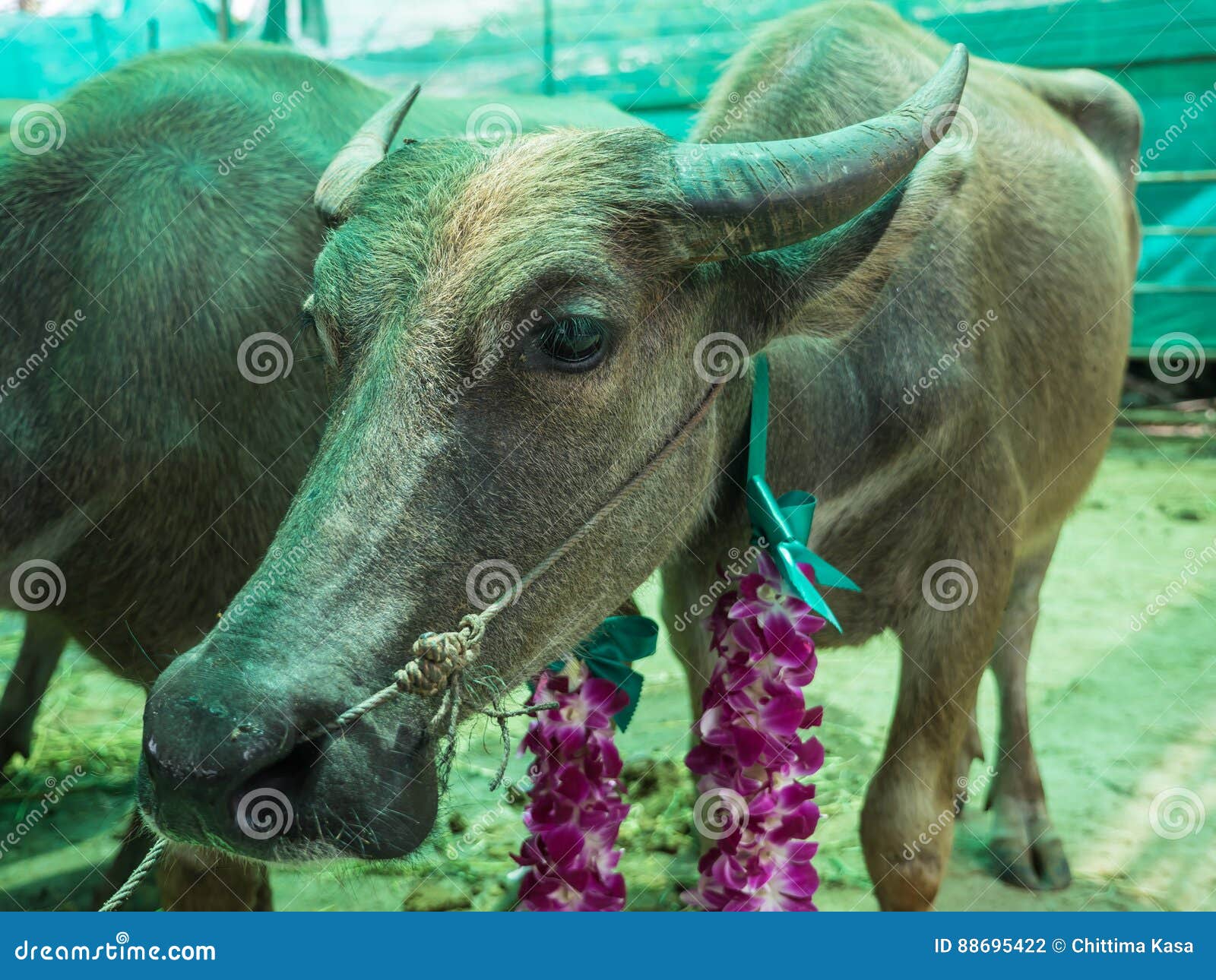 Cattle at slaughterhouse stock photo. Image of grass - 88695422