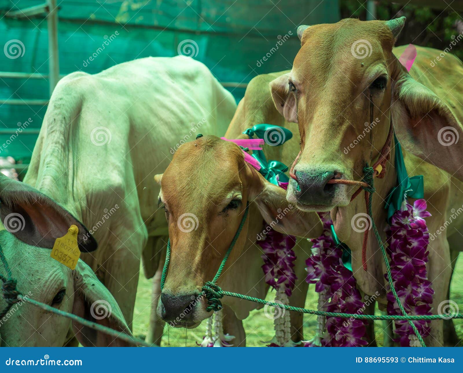 Cattle At Slaughterhouse Royalty-Free Stock Image | CartoonDealer.com ...