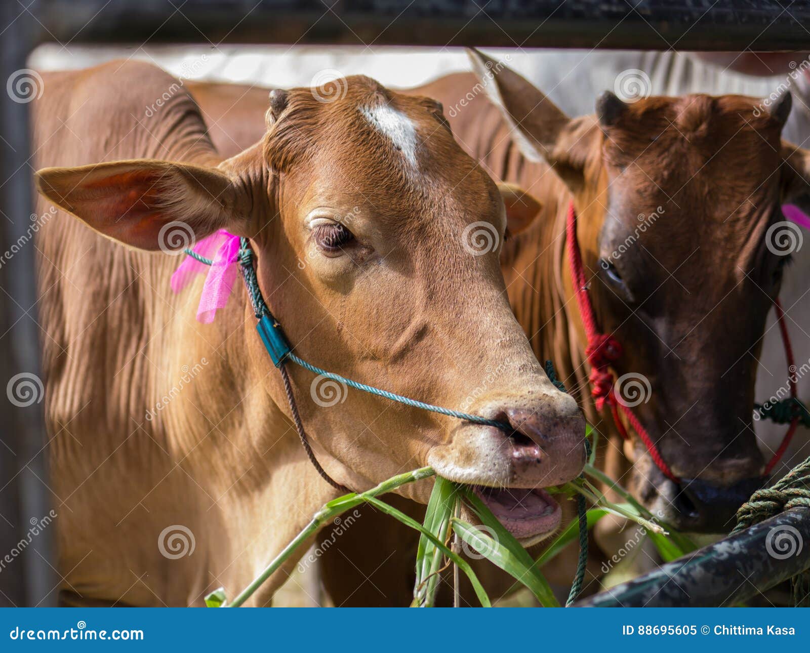 Cattle at slaughterhouse stock image. Image of bull, herd - 88695605