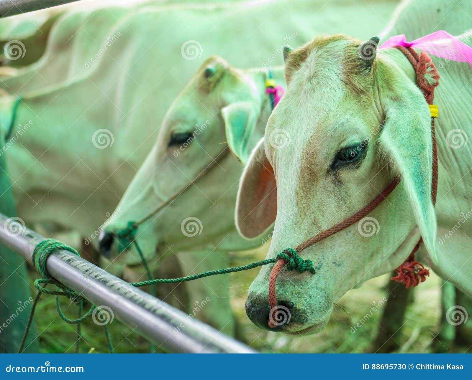 Cattle at slaughterhouse stock photo. Image of grass - 88695730