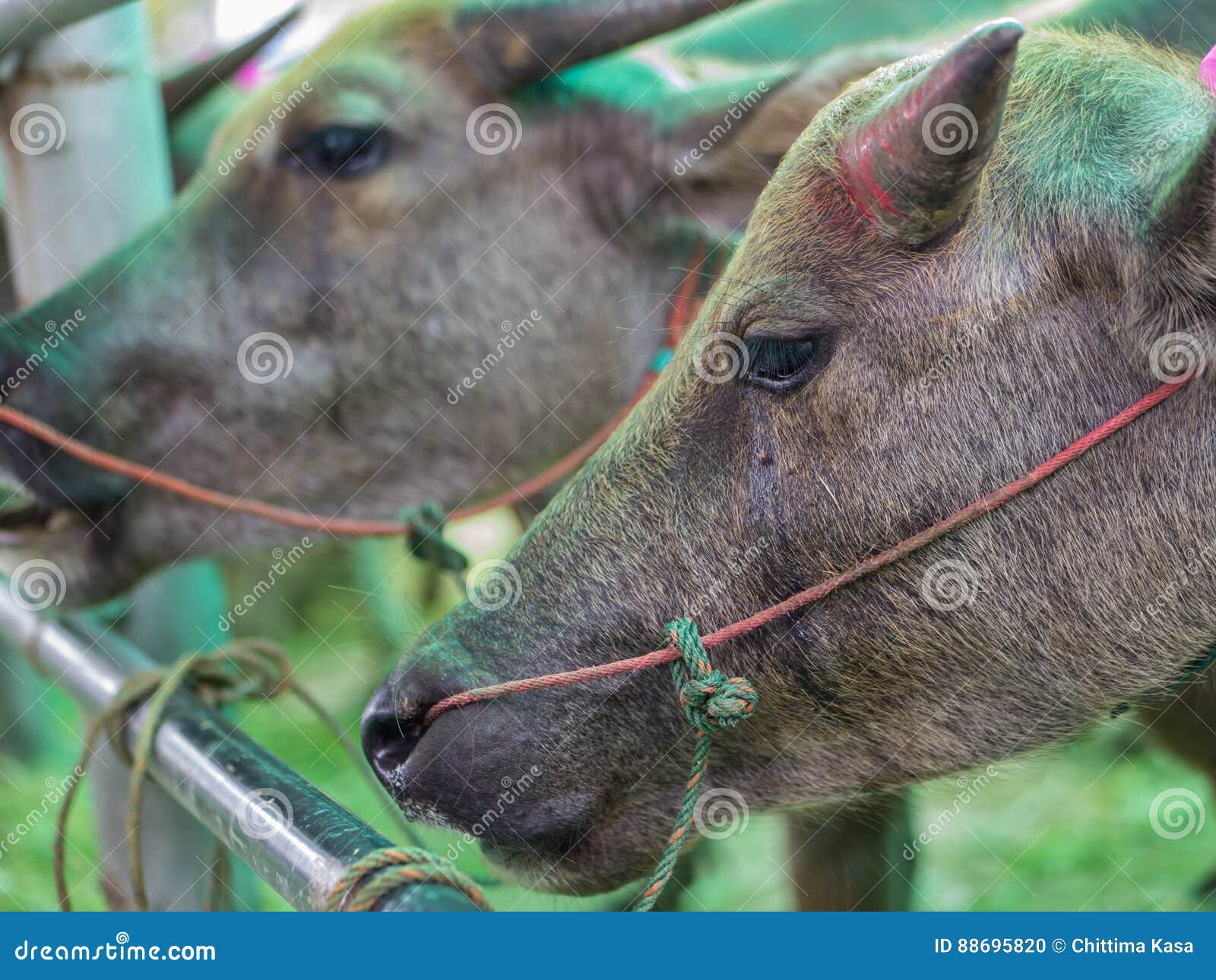 Cattle at slaughterhouse stock photo. Image of domestic - 88695820