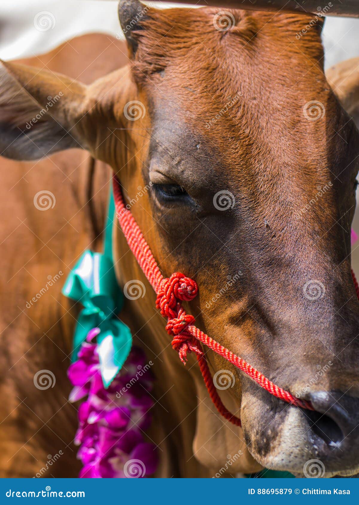 Cattle at slaughterhouse stock image. Image of pity, creature - 88695879