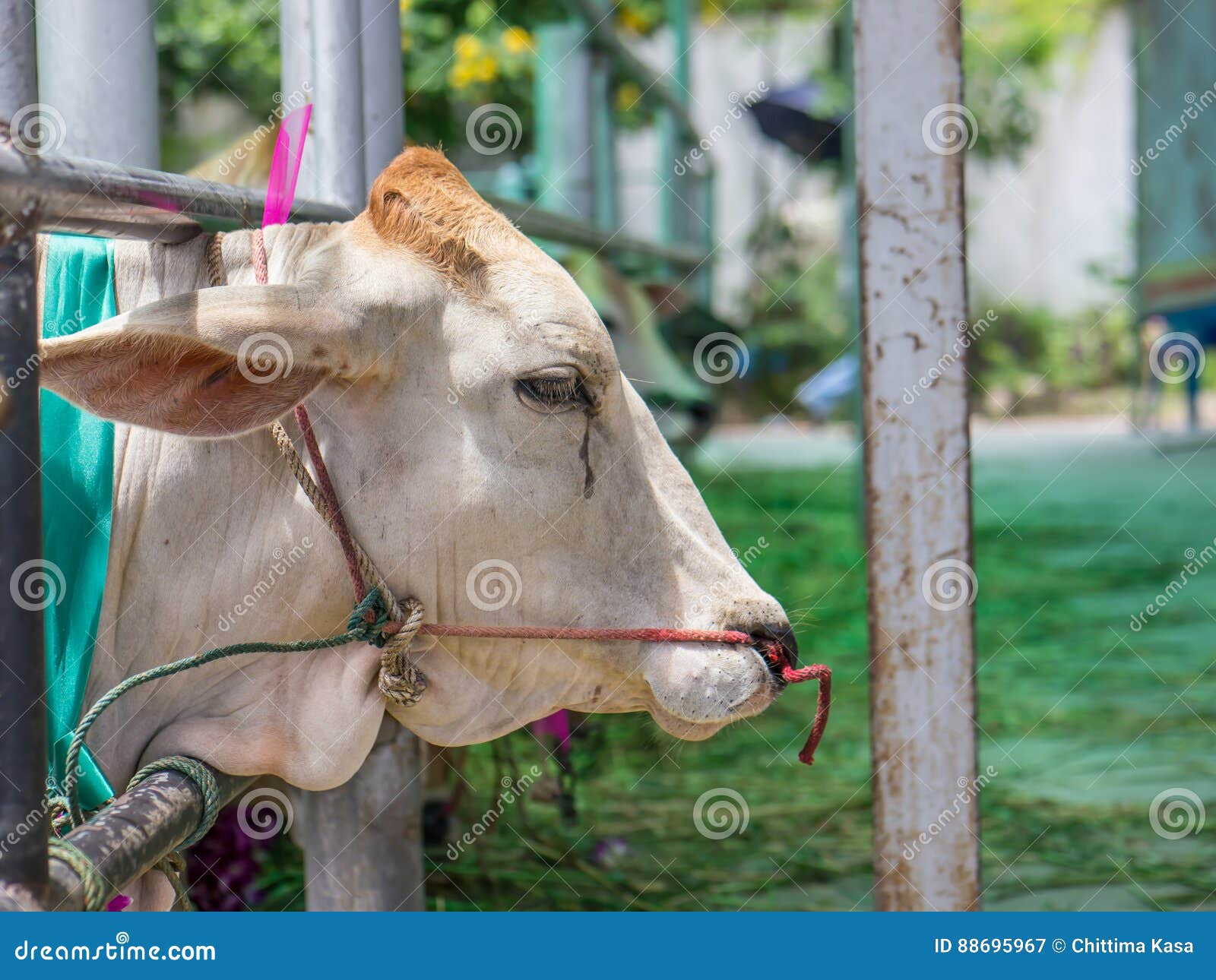 Cattle at slaughterhouse stock image. Image of grass - 88695967