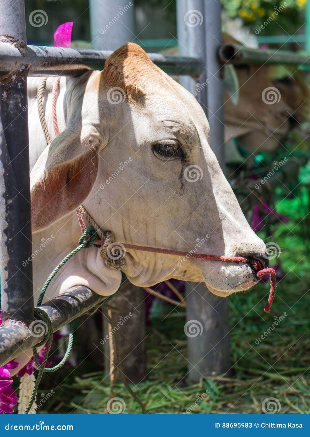 Cattle at slaughterhouse stock image. Image of ranch - 88695983