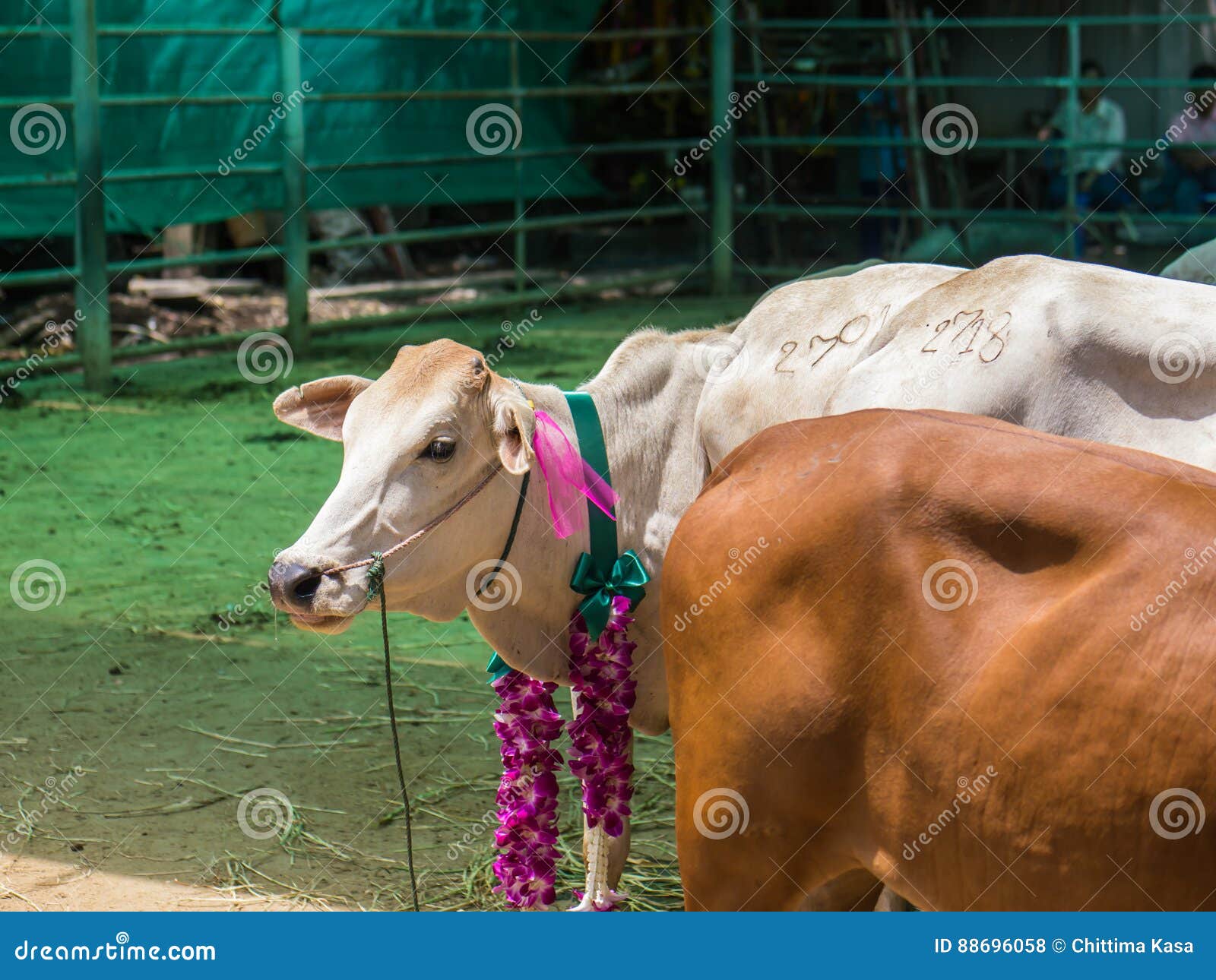 Cattle at slaughterhouse stock photo. Image of meadow - 88696058