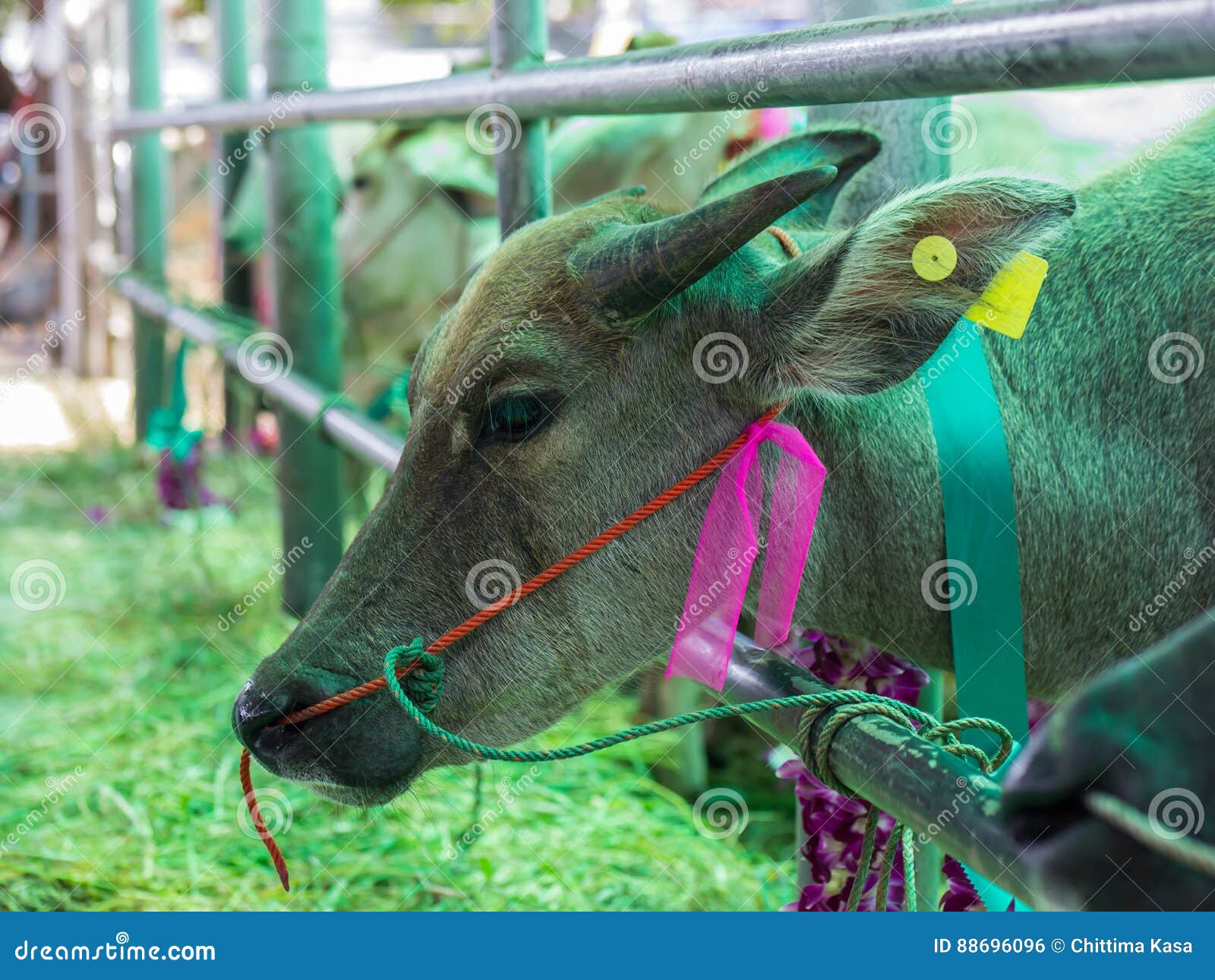 Cattle at slaughterhouse stock photo. Image of horn, head - 88696096