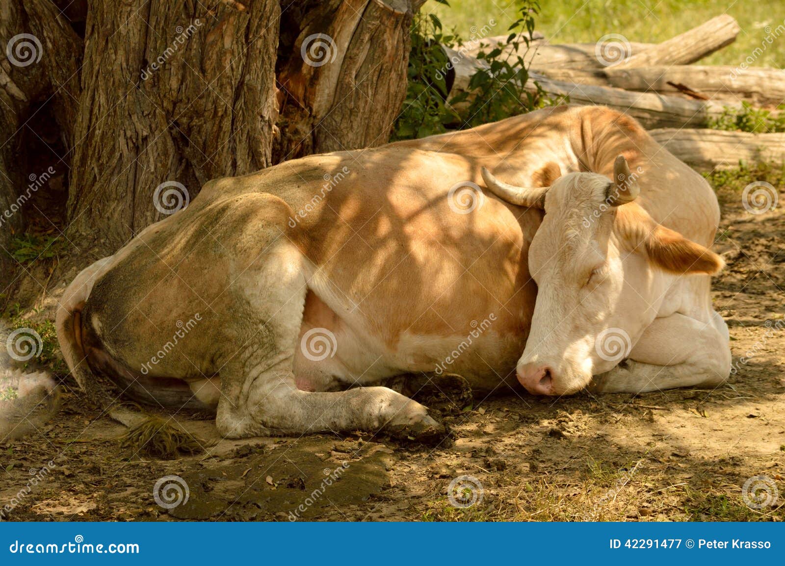 Cattle Sleeping Under a Tree Stock Image - Image of milk, sleeping ...