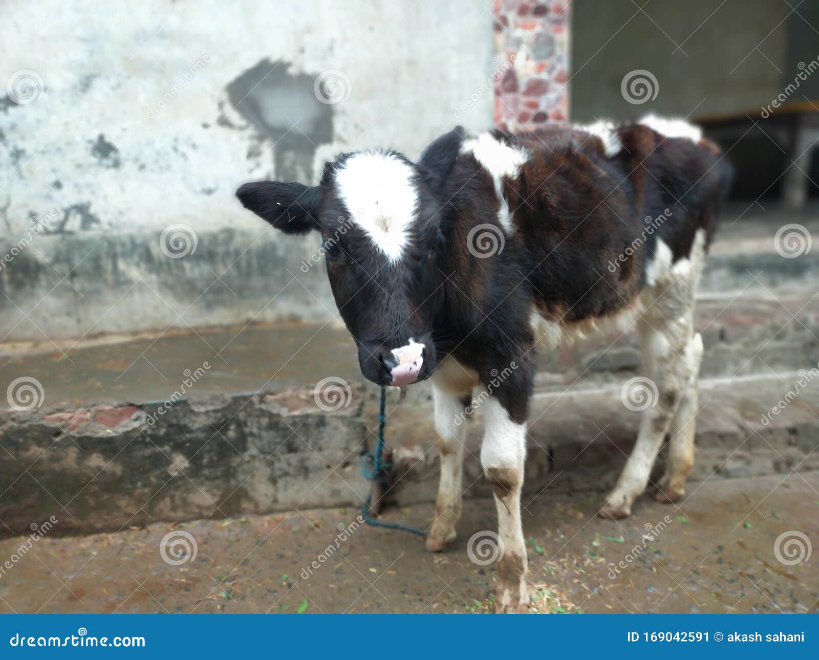 Cattle, Small Baby Cow ,cow ,baby Cow, Small Cow, Indian Cow Stock ...