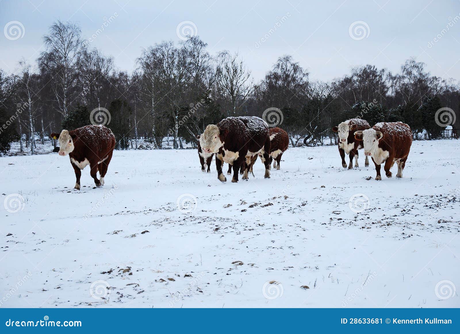 Cattle in snow stock image. Image of horn, adult, fresh - 28633681