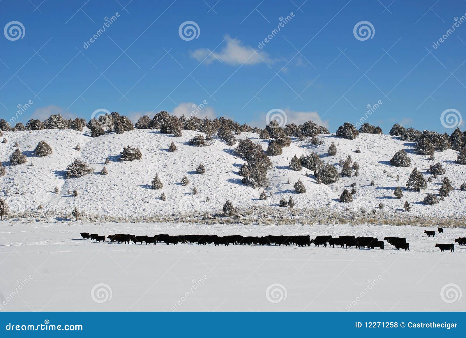 Cattle Snow Pasture stock photo. Image of pastureland - 12271258