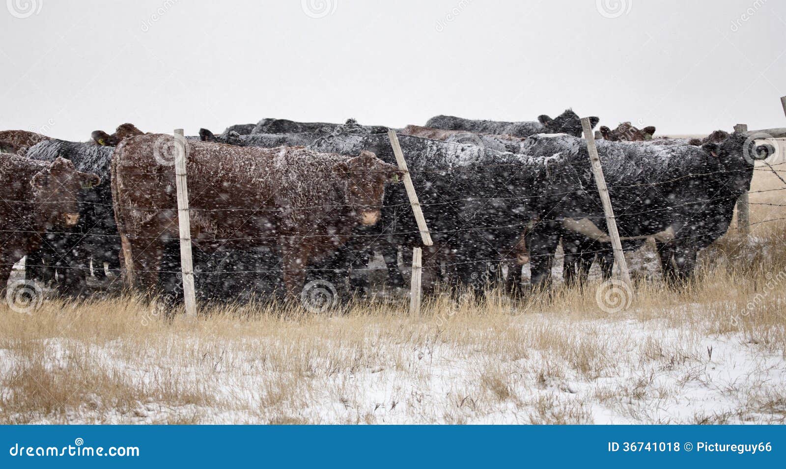 Cattle in Snow Storm stock photo. Image of beef, ranch - 36741018
