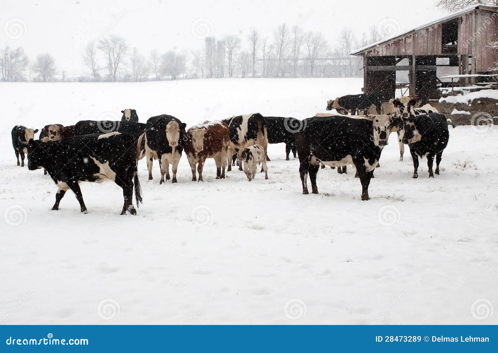 Cattle on a Snowy Day. stock image. Image of dairy, meadow - 28473289