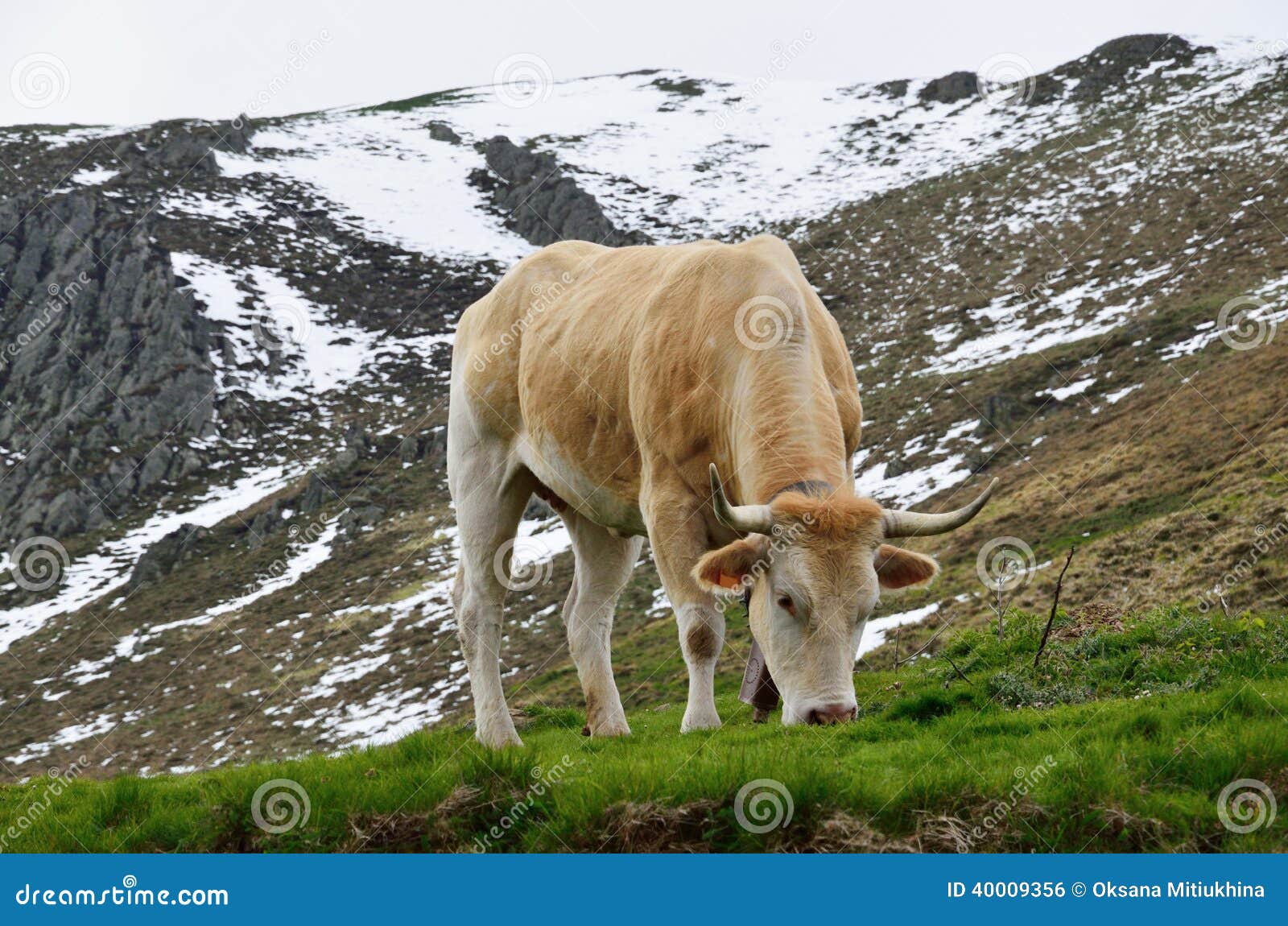 Cattle in the Spring Pyrenees Stock Photo - Image of pasturing, slope ...