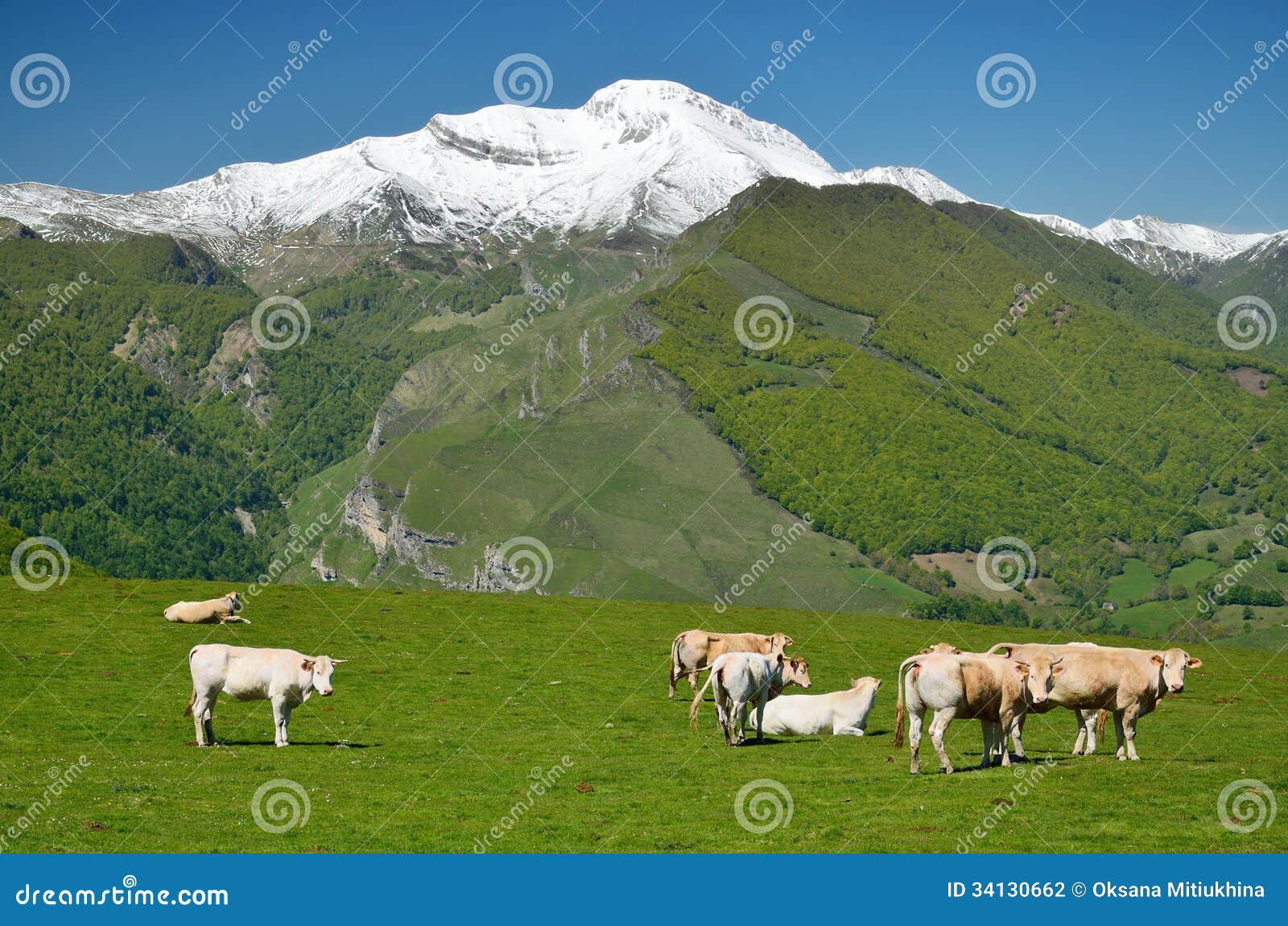 Cattle in the Spring Pyrenees Stock Photo - Image of hill, pasturing ...