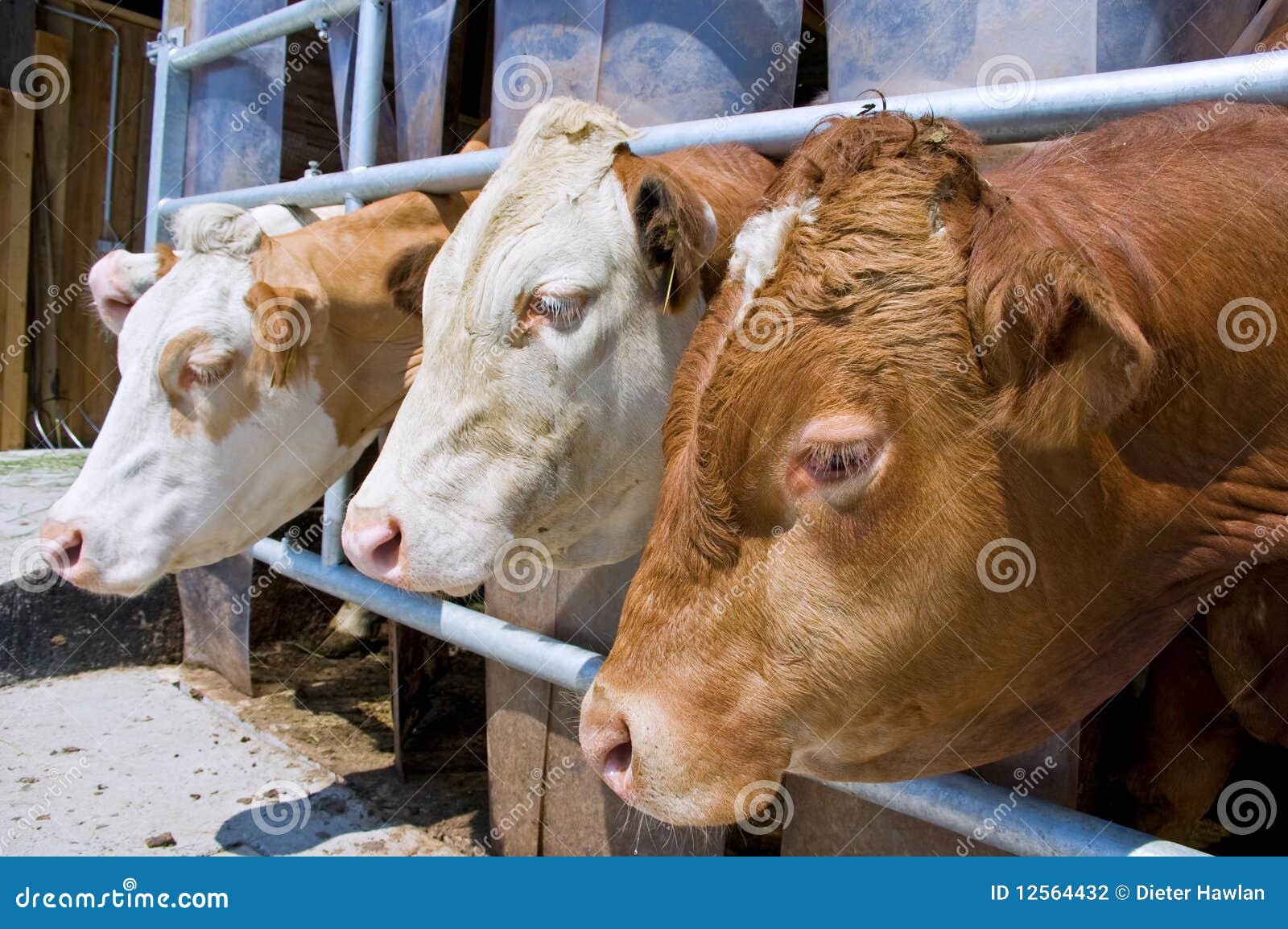 Cattle in a Stable stock photo. Image of brown, horns - 12564432
