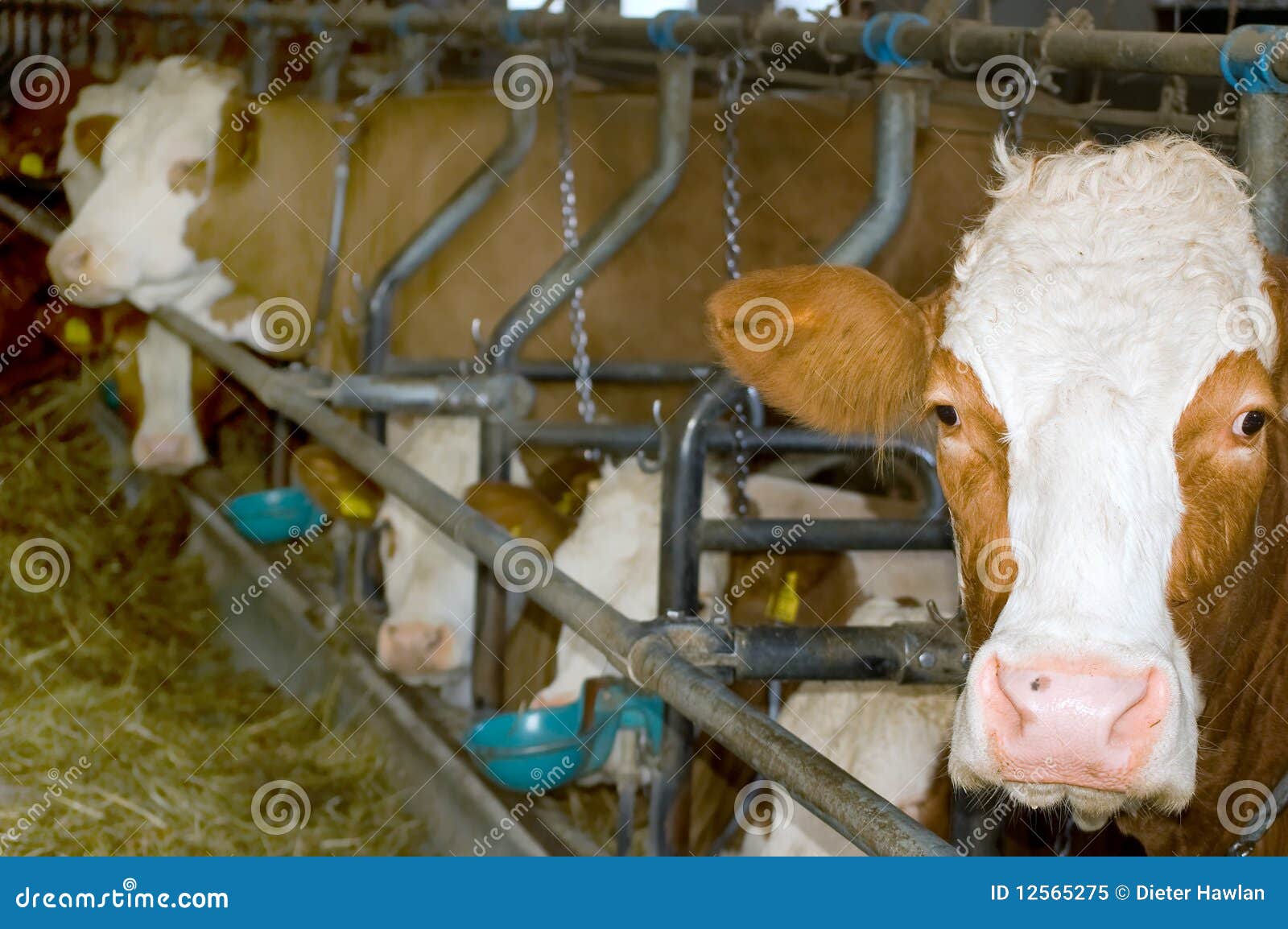 Cattle in a Stable stock image. Image of countryside - 12565275