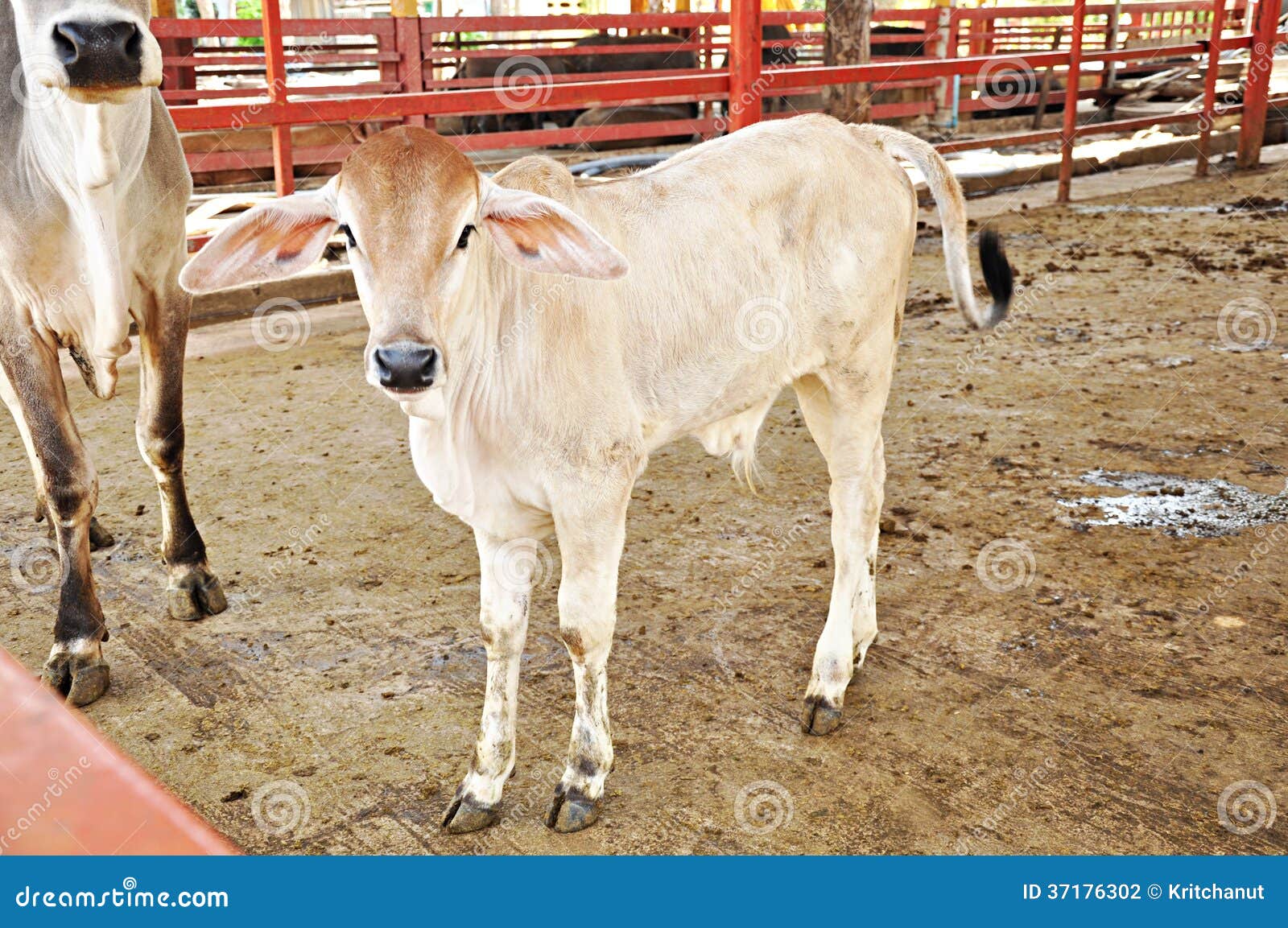 Cattle in the stable stock photo. Image of animal, stall - 37176302