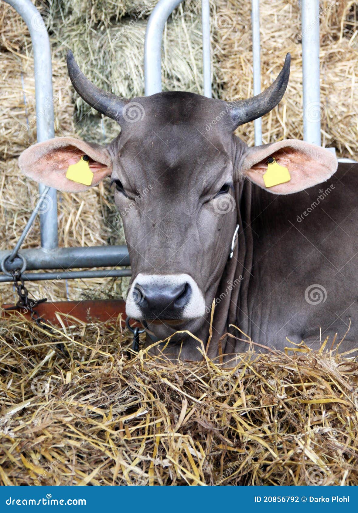 Cattle in Stable with Fodder Stock Photo - Image of animals ...