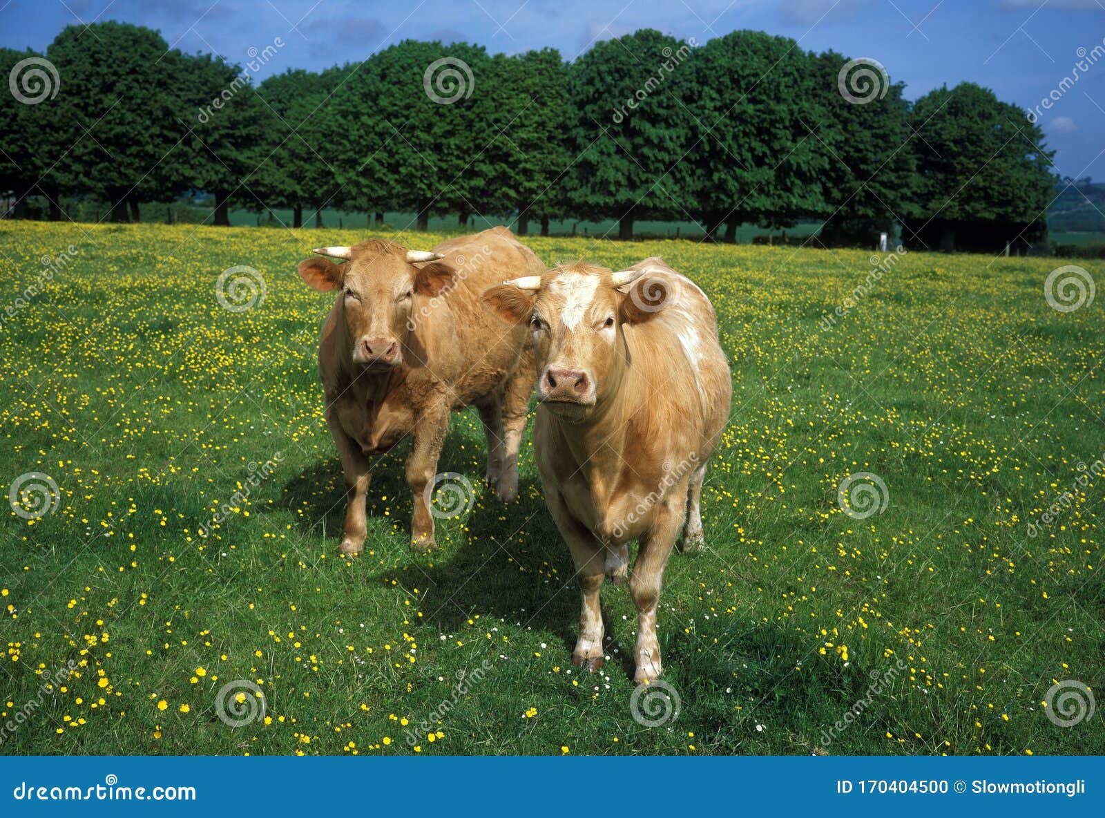 BOVIN stock photo. Image of bovin, ruminant, full, meadow - 170404500