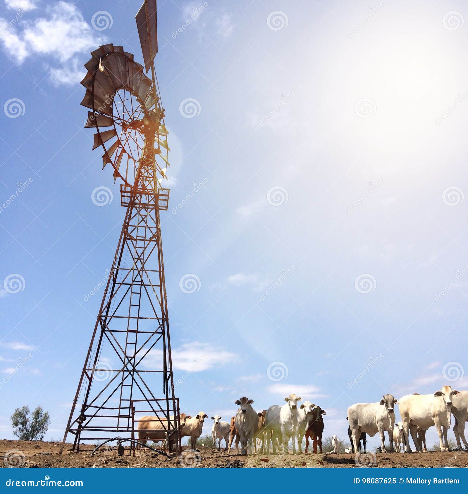 Cattle Station, North West Queensland Stock Image - Image of cattle ...