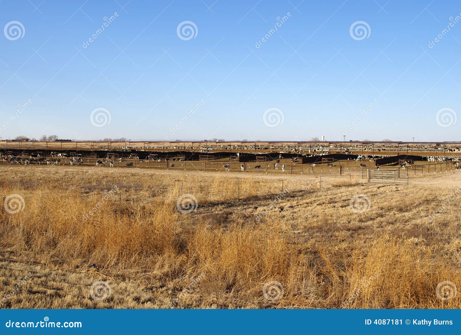Cattle Stockyard stock image. Image of outdoor, weeds - 4087181
