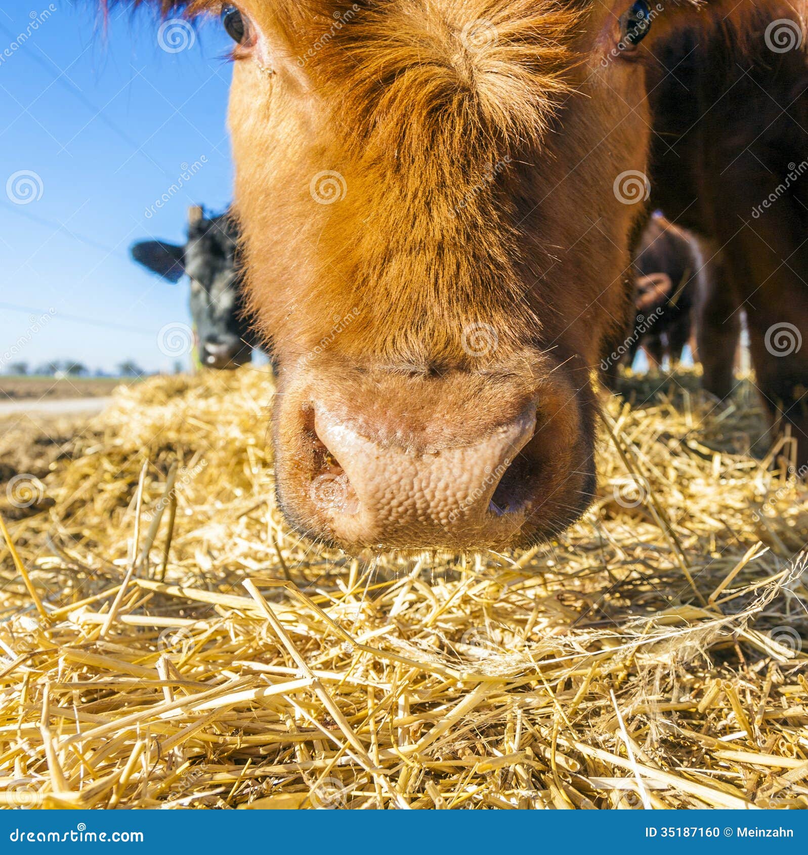 Cattle on Straw with Blue Sky Stock Photo - Image of live, bovine: 35187160