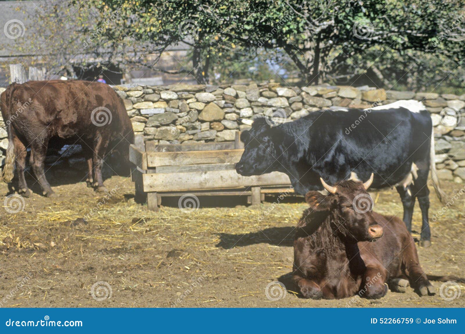 Cattle, Sturbridge, Massachusetts Stock Image - Image of cows, milk ...
