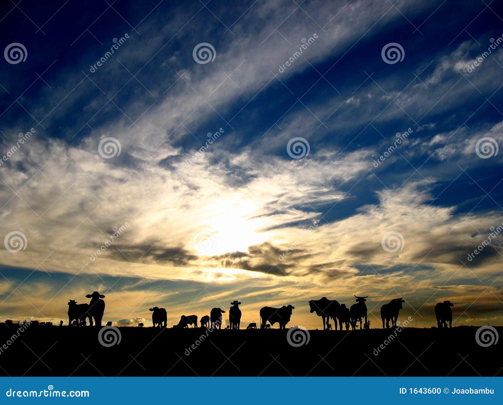 Cattle After Sunset Stock Photography | CartoonDealer.com #1643600