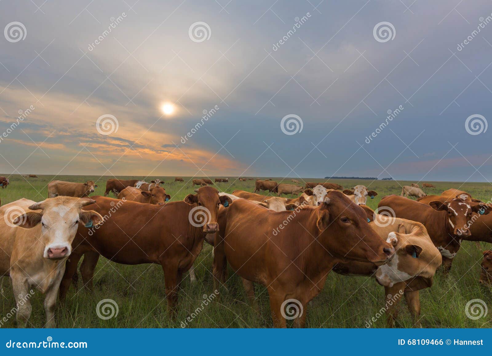 Cattle at sunset stock photo. Image of clouds, grass - 68109466