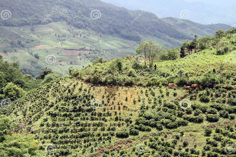 Cattle and tea plantation stock image. Image of outdoors - 26393189