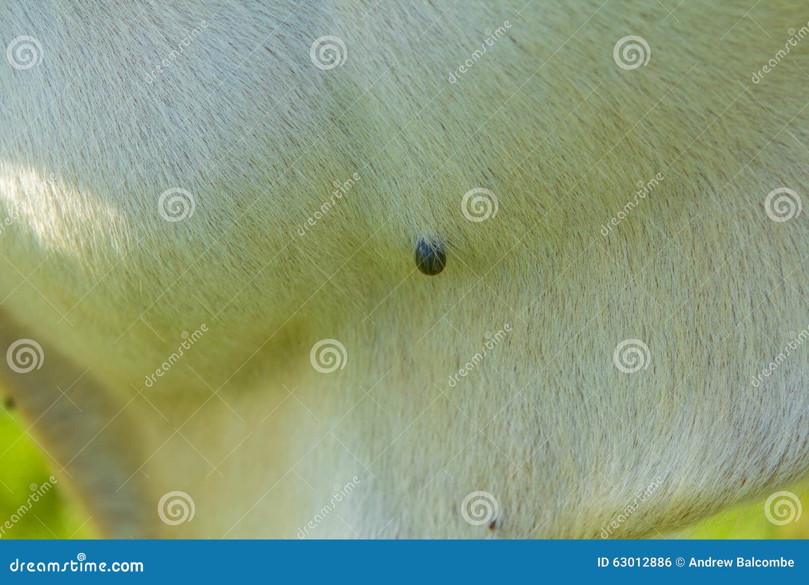 Cattle tick stock photo. Image of lyme, blood, microplus - 63012886