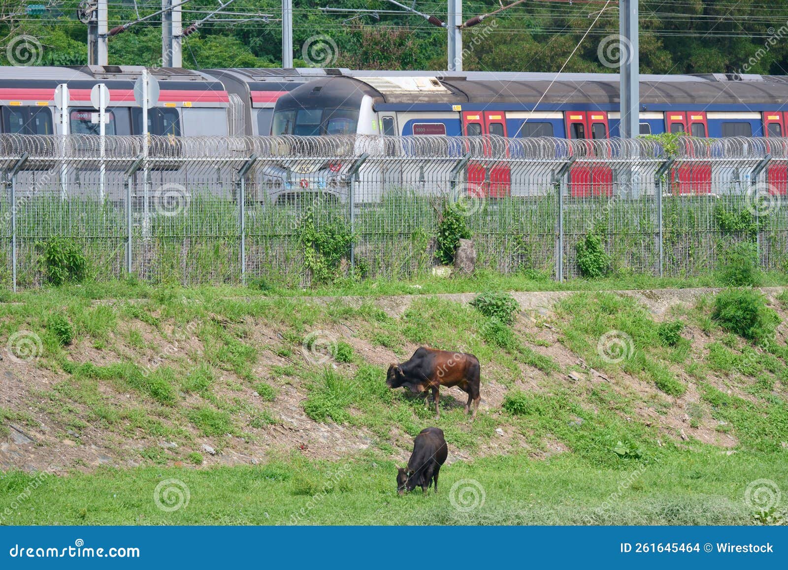 Cattle and Train in the Background in Lo Wu, Hong Kong Editorial Stock ...