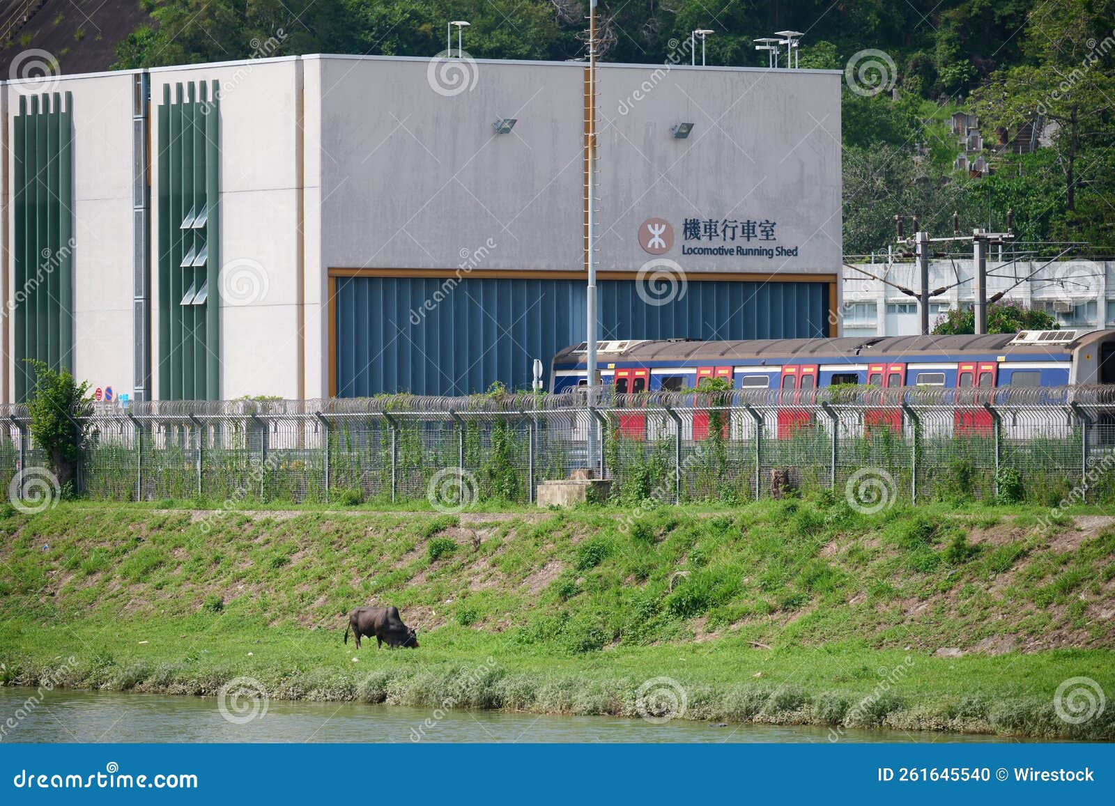 Cattle and Train in the Background in Lo Wu, Hong Kong Editorial Image ...