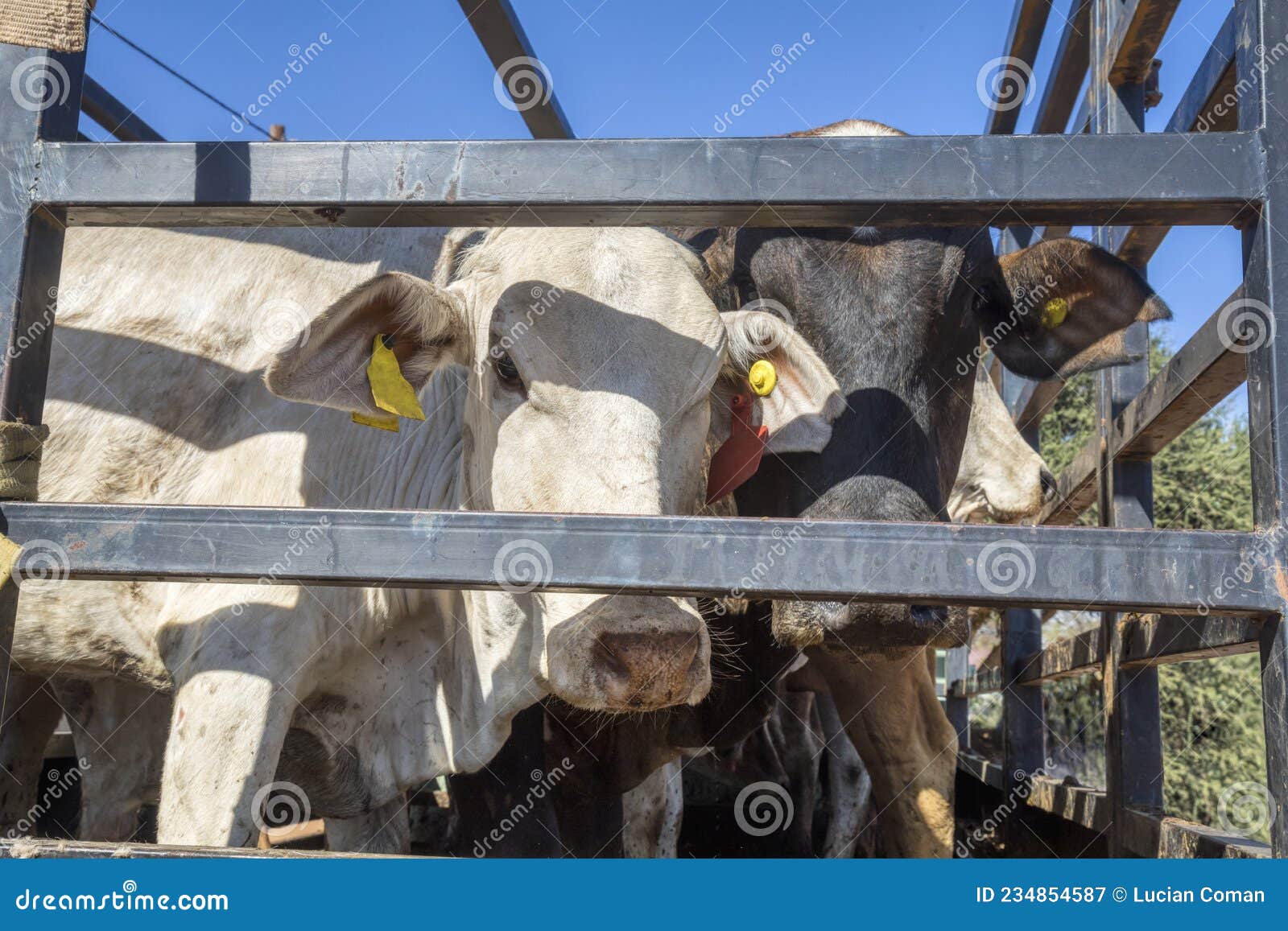 Cattle transport stock image. Image of black, live, alive - 234854587