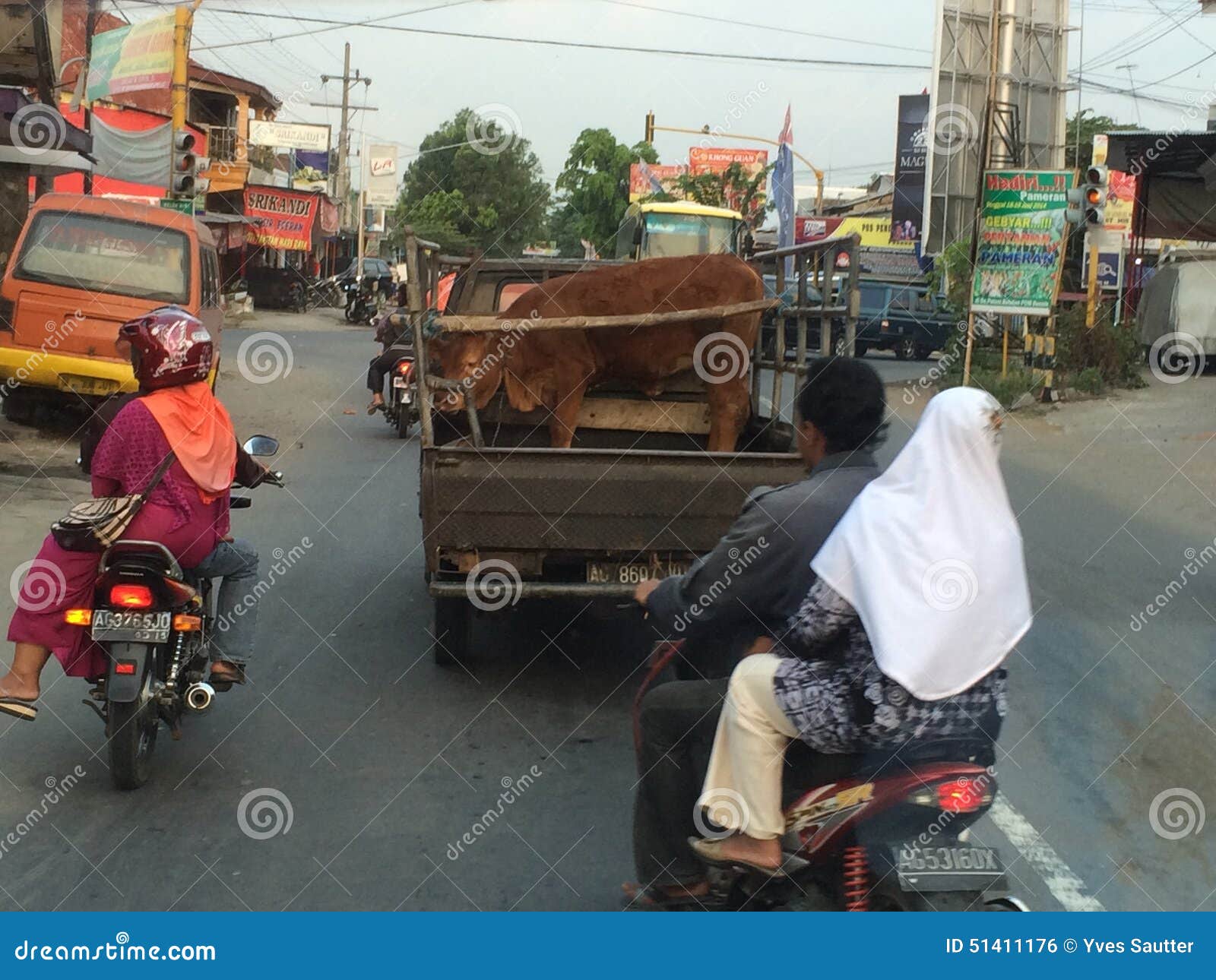 Cattle Transport, Indonesia Editorial Photo - Image of humans, java ...