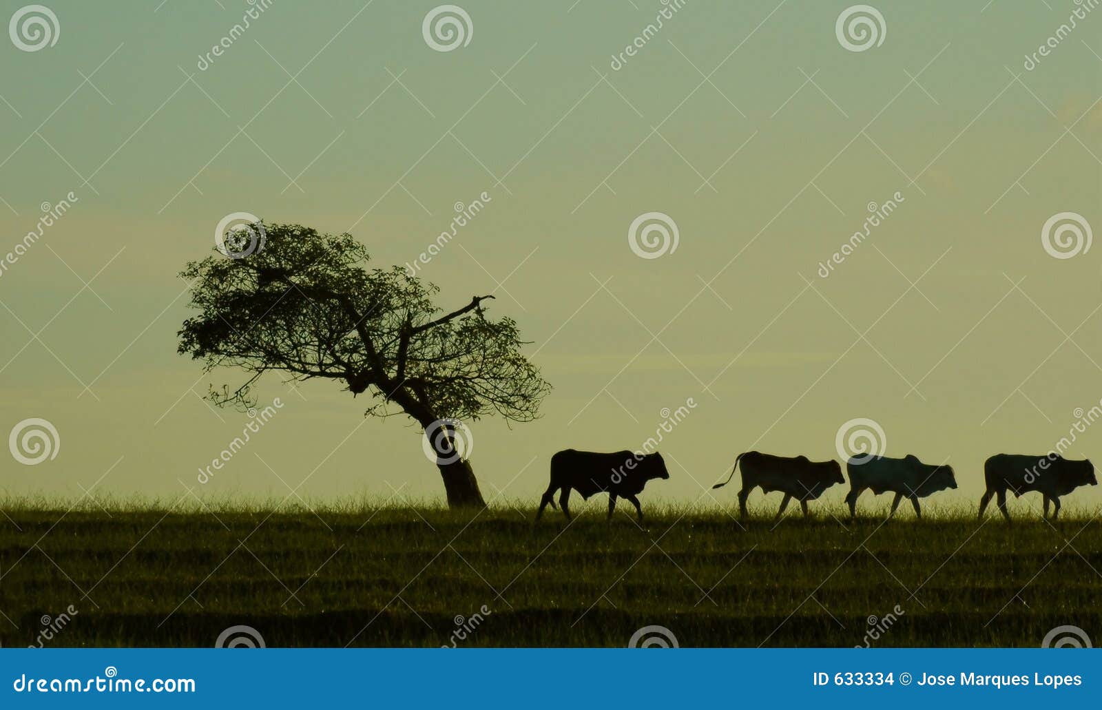 Cattle and tree stock photo. Image of agriculture, farm - 633334