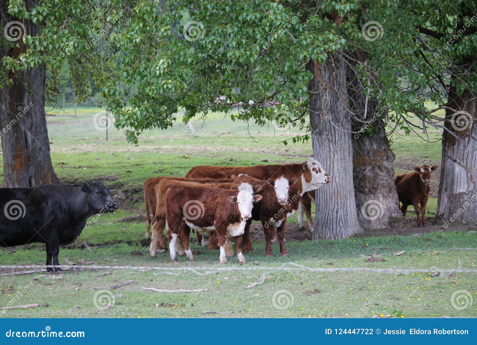 Cattle in the trees stock photo. Image of cattle, trunk - 124447722