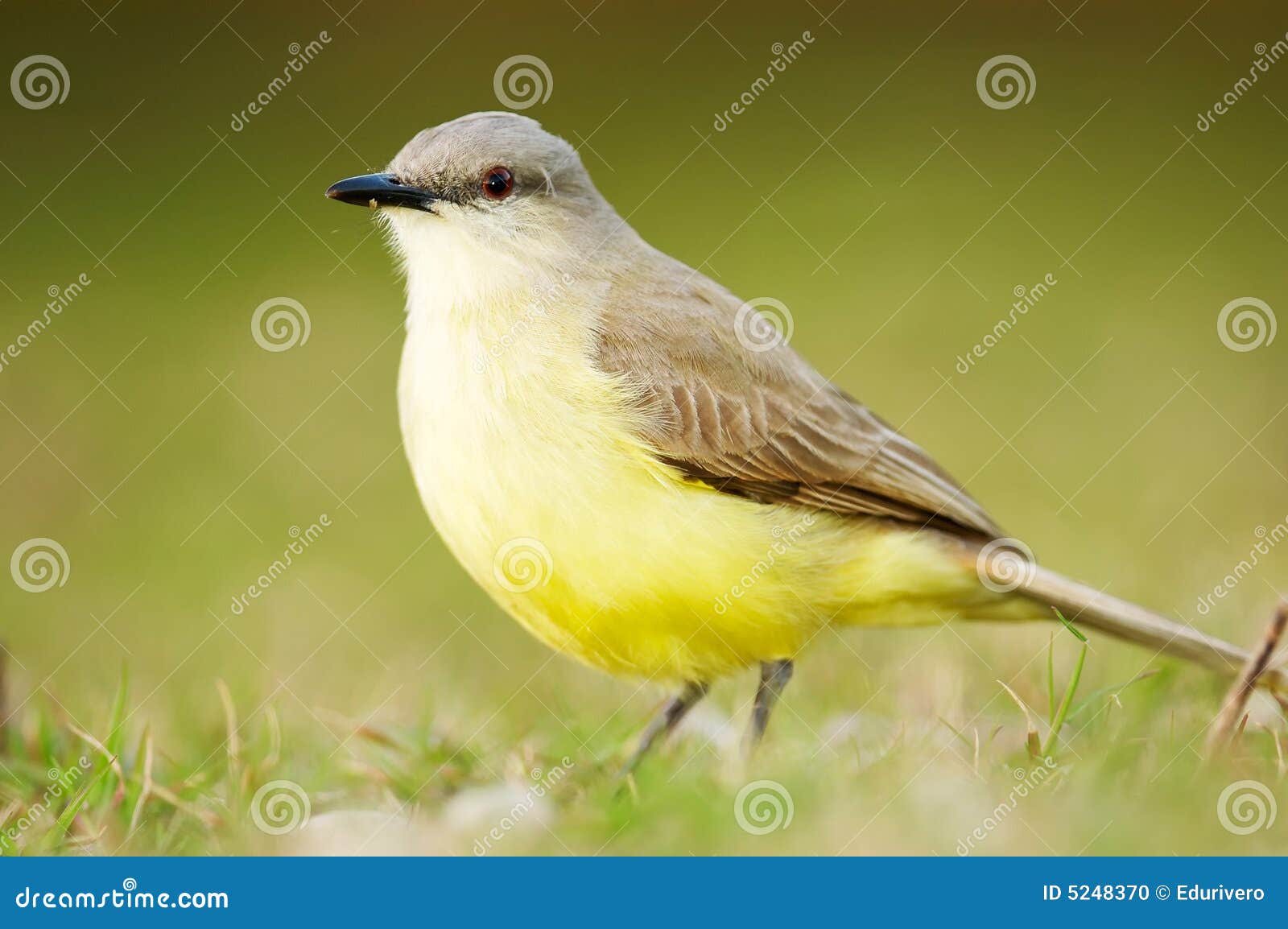Cattle Tyrant (Machetornis Rixosus) Stock Photo - Image of nature, wild ...