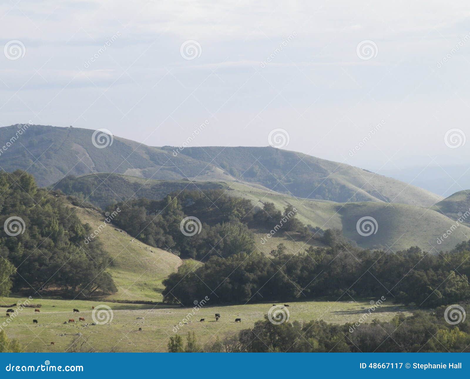 Cattle in the valley stock image. Image of spring, trees - 48667117