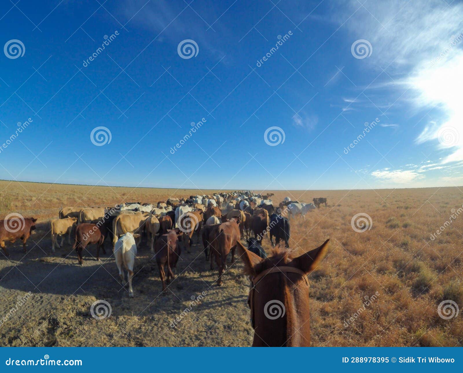 Cattle Walking in Line in the Paddock Stock Image - Image of australia ...