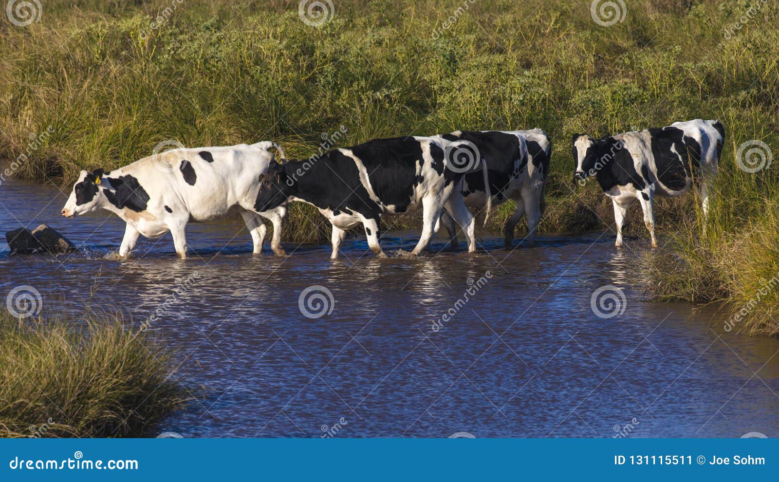 Cattle Walking through Water Stream Outside of Amarillo Texas Stock ...