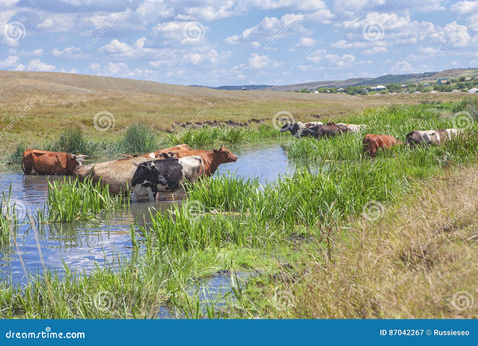 Cattle in the water stock image. Image of pastoral, pond - 87042267