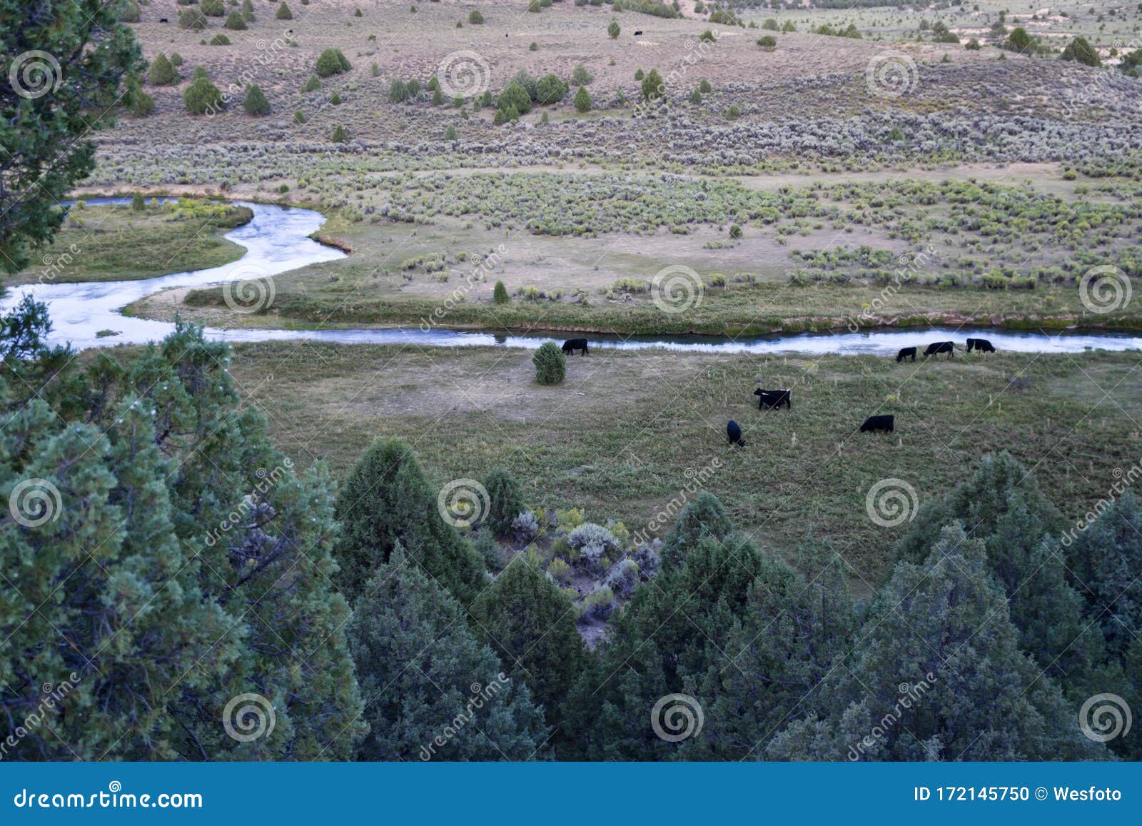 Cattle and a Winding Stream Stock Photo - Image of field, animal: 172145750