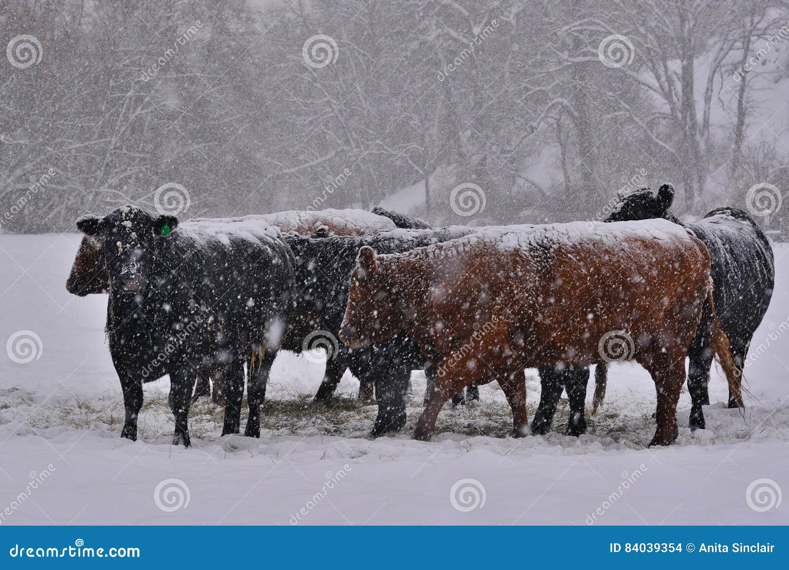 Cattle during a Winter Storm Stock Photo - Image of farm, cattle: 84039354