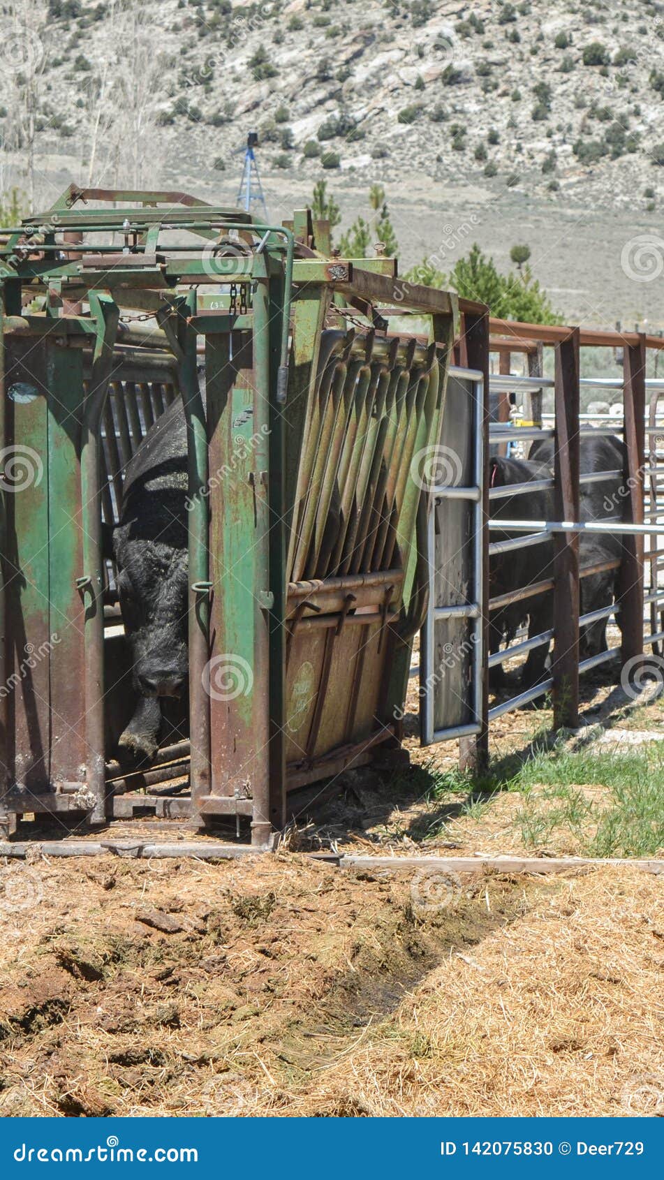Cattle in working chute stock photo. Image of worked - 142075830
