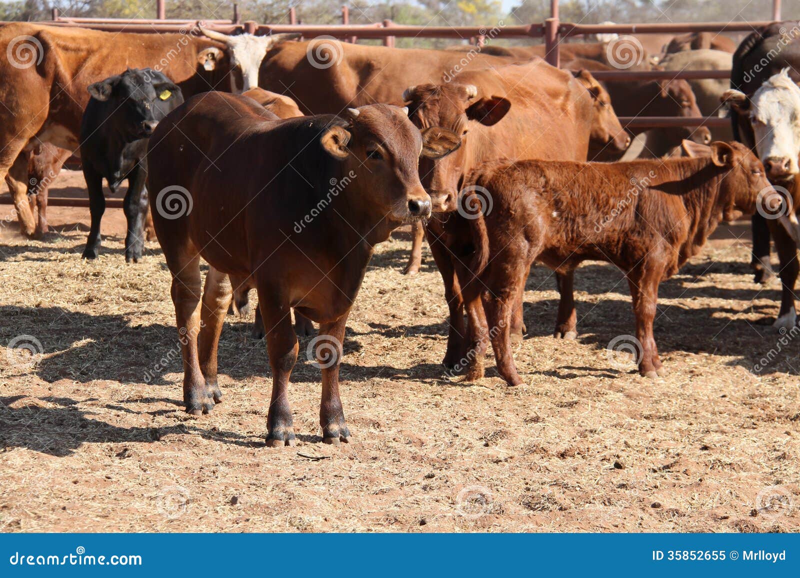 Cattle yard stock image. Image of calf, ranch, food, meat - 35852655